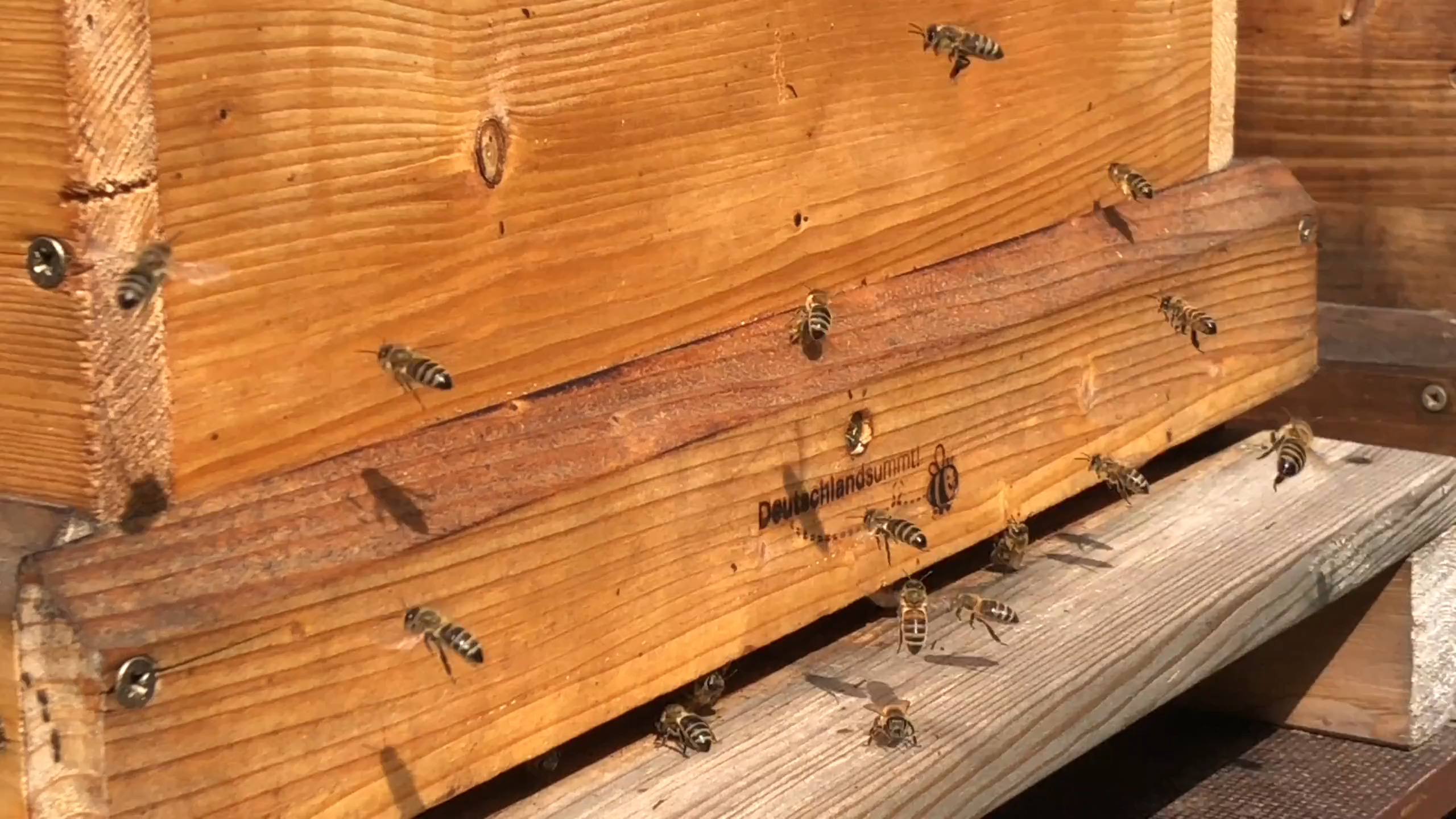 bee Object Detection Dataset by Vlad