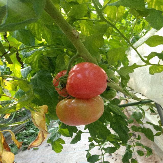 tomato segment Instance Segmentation Model by rksoft