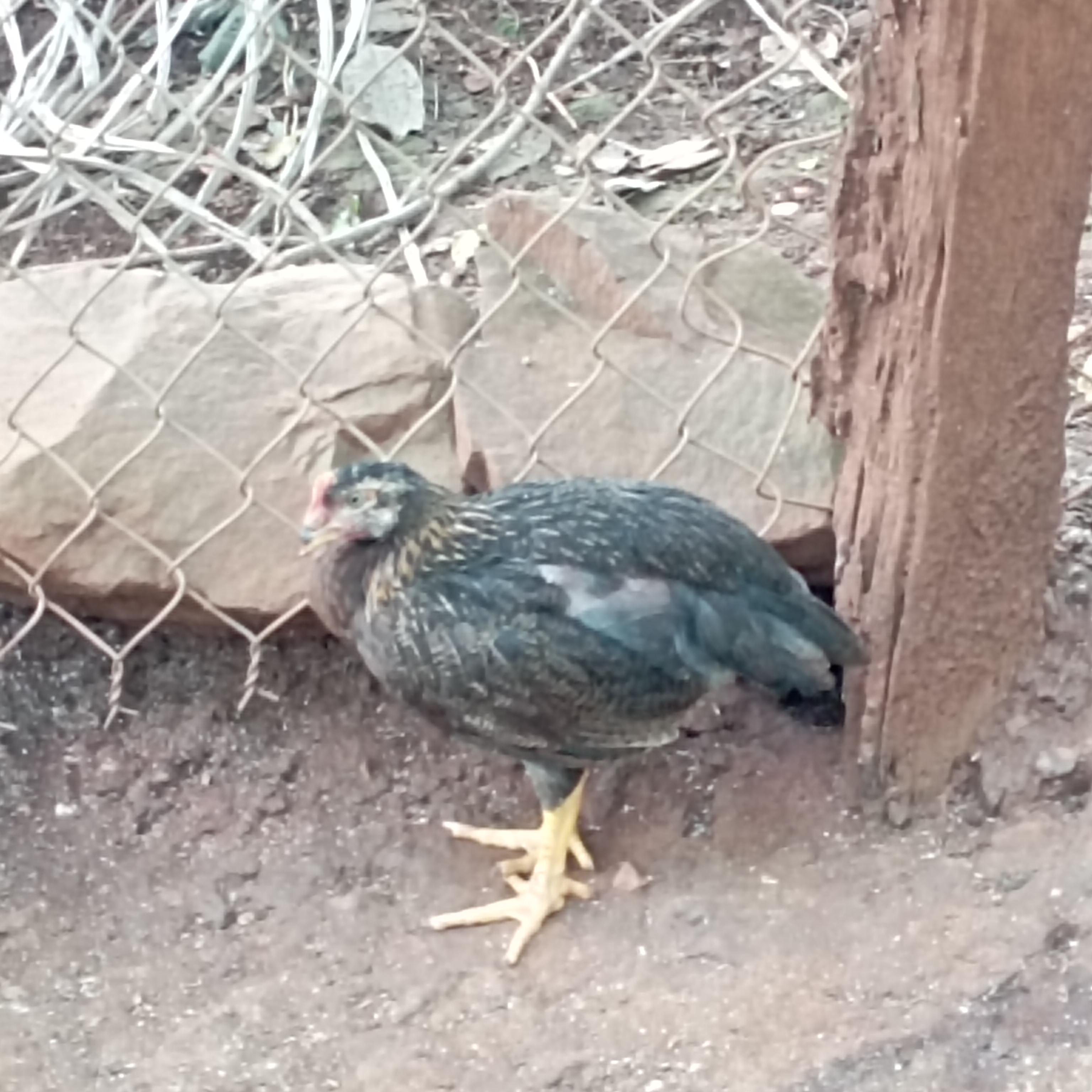 chicken_joh_yolov9 Object Detection Dataset and Pre-Trained Model by bacquy