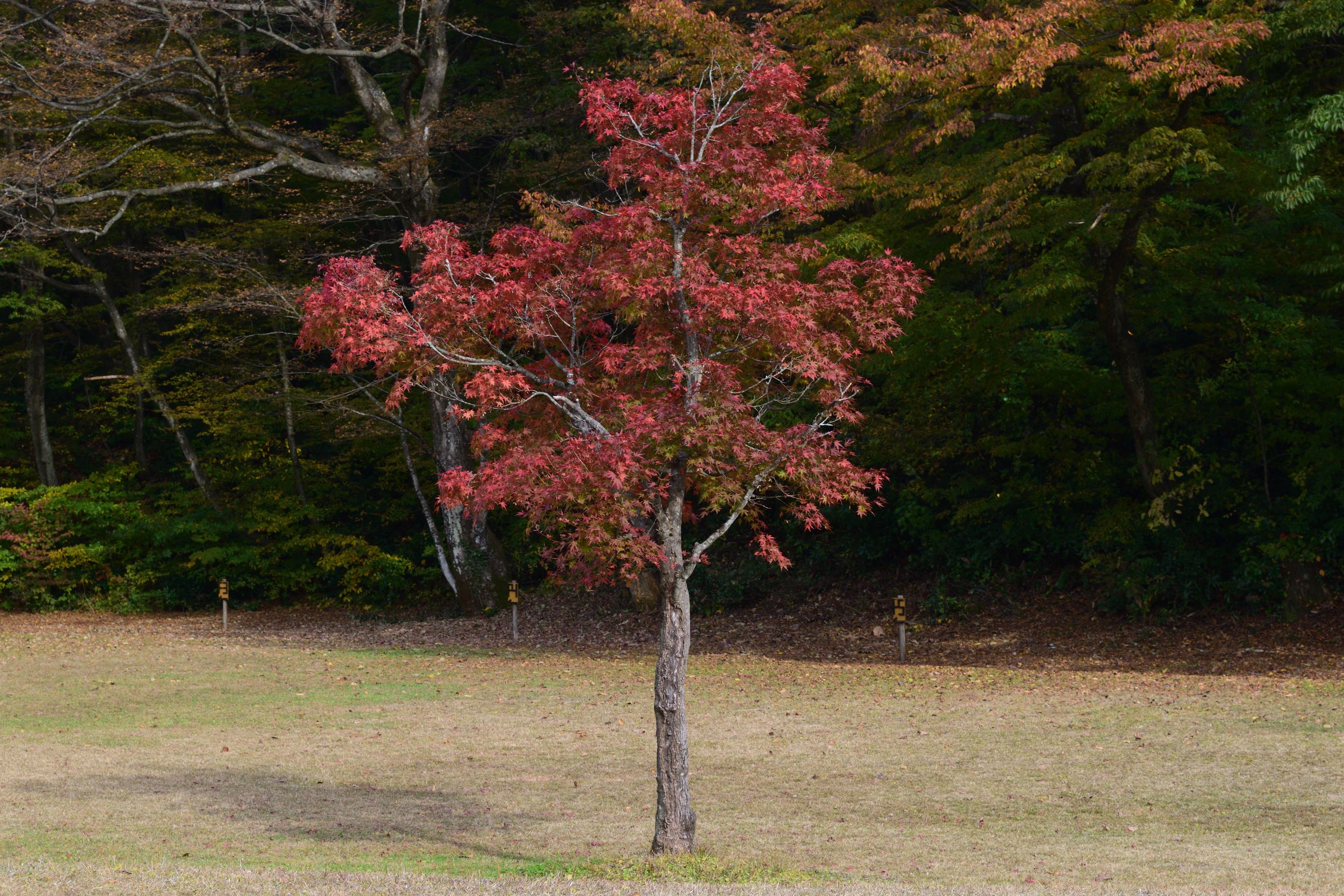 zumoku - Roboflow Universe