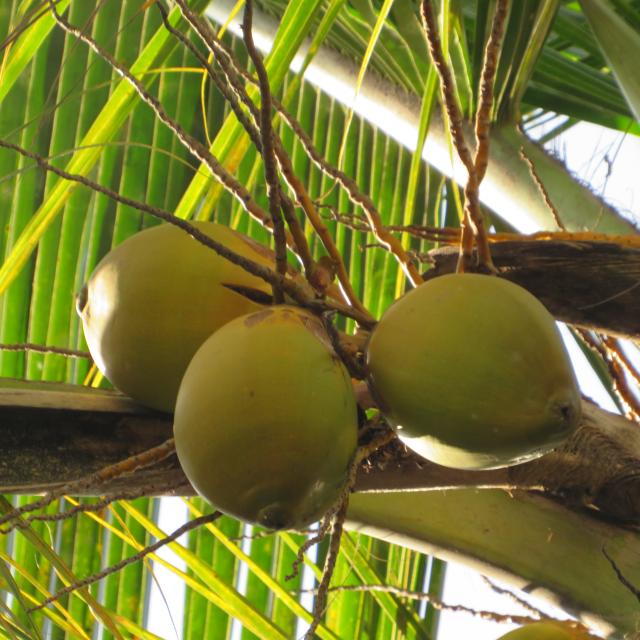Coconut Detection Object Detection Dataset V1 2023 08 10 11 41pm By