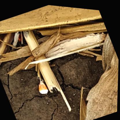 corn counter Object Detection Dataset and Pre-Trained Model by Ioan Festeu