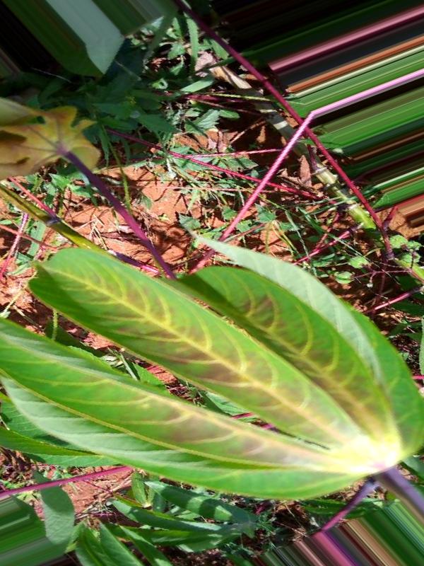 Cassava Classification Model By Cassava2