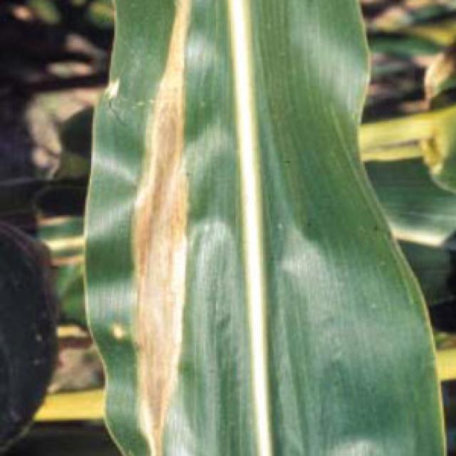 Corn Desease Object Detection Dataset And Pre Trained Model By Wfsf