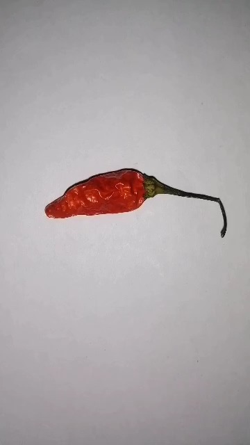 Freshness chili segmentation Instance Segmentation Dataset and Pre ... Freshness chili segmentation Instance Segmentation Dataset and Pre ...
