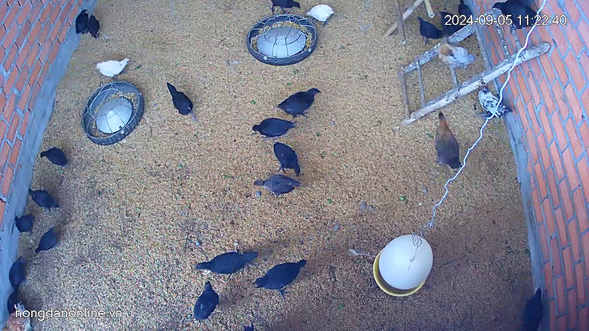 chicken counting Object Detection Dataset by Hng Lee