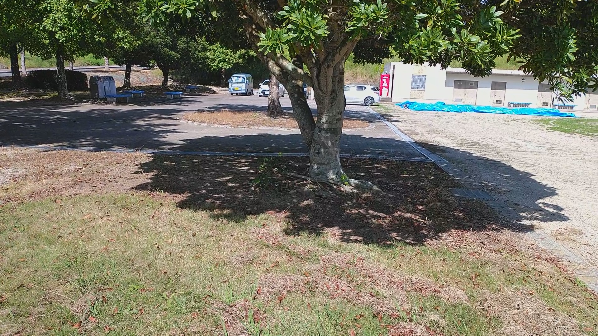 tree_tunk_instant_seg Instance Segmentation Dataset (v1, 2024-12-24 4:33pm) by Yolov8annotation