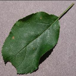 leaf Object Detection Dataset by leaf