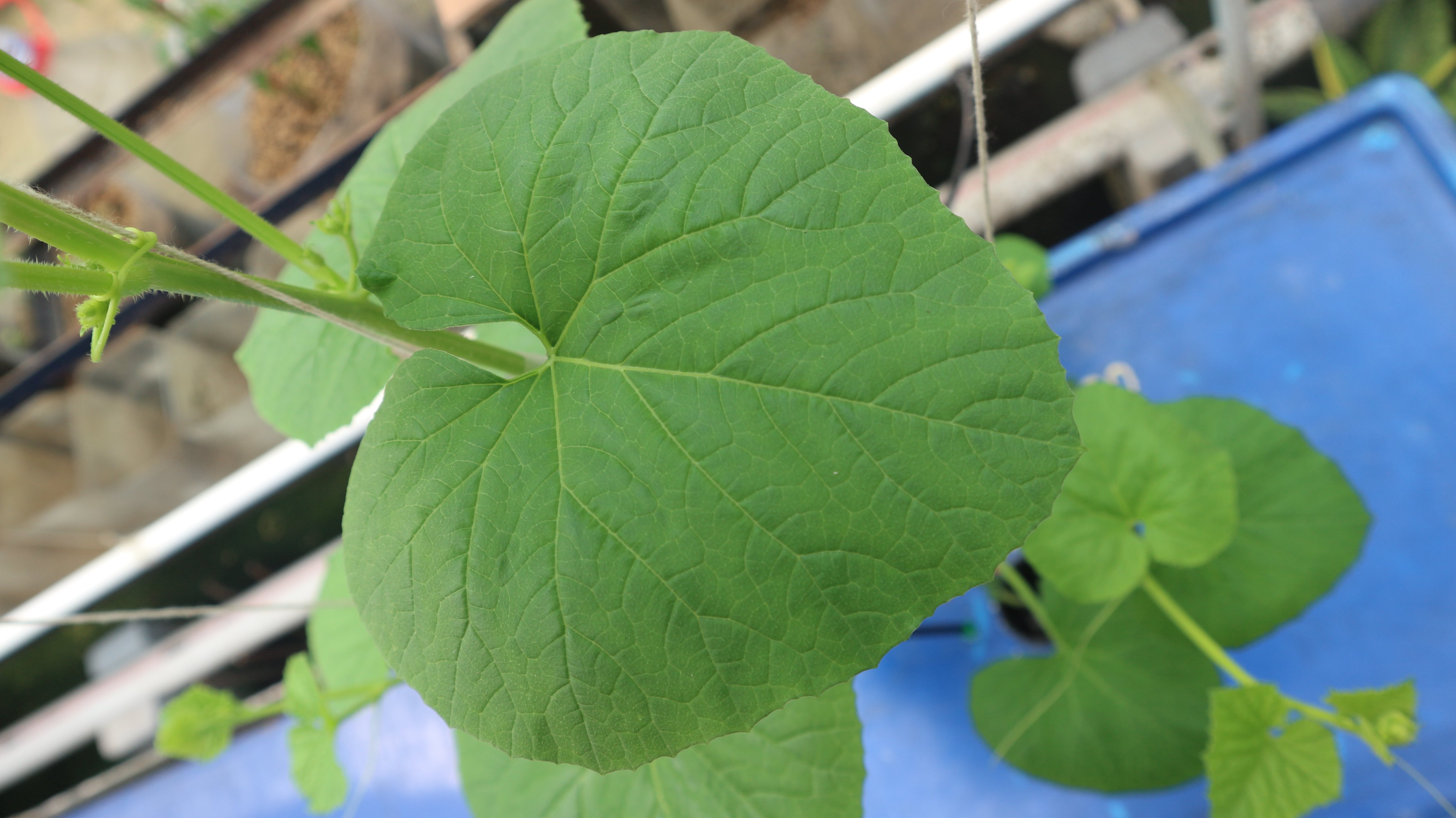 Daun Melon Object Detection Dataset by aa