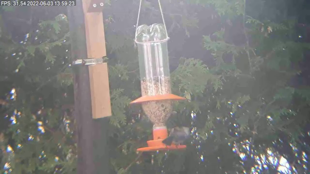 bird Object Detection Dataset by beaustman@gmail.com