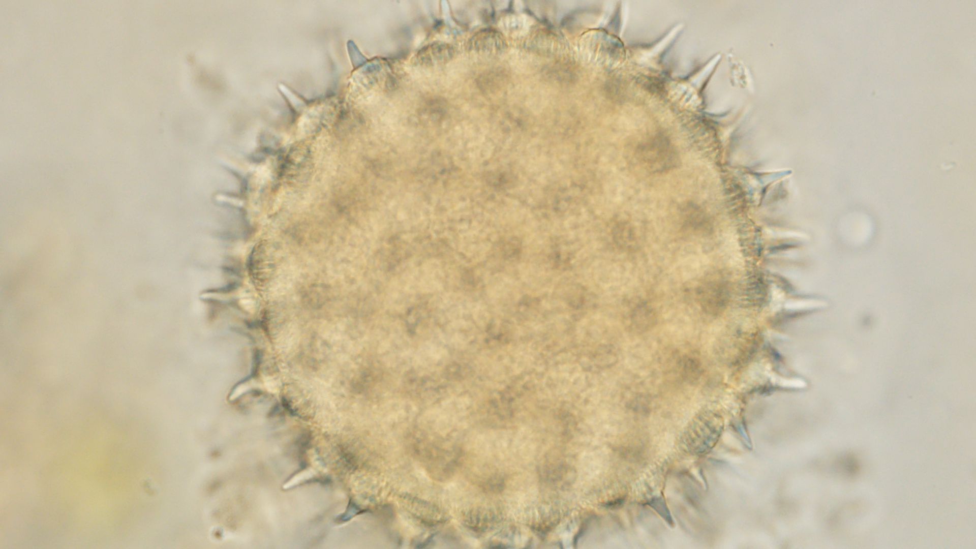 Pollen-Identification Object Detection Model by PROJECT 1