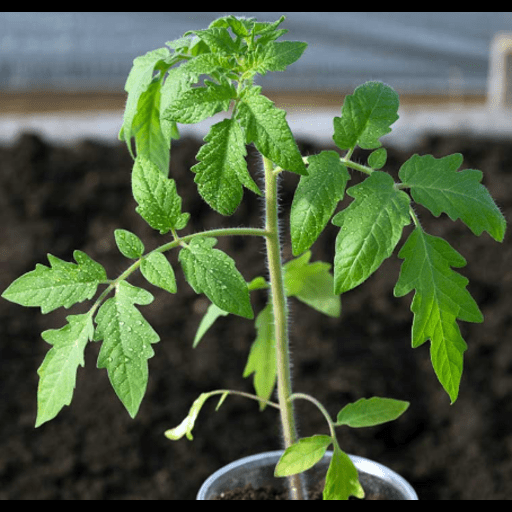 Tomato Leaf Detector Object Detection Model by Research