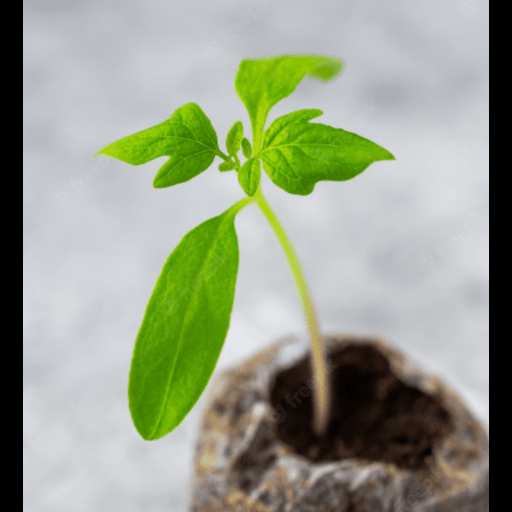 Tomato Stem Detector Object Detection Dataset and Pre-Trained Model by Research