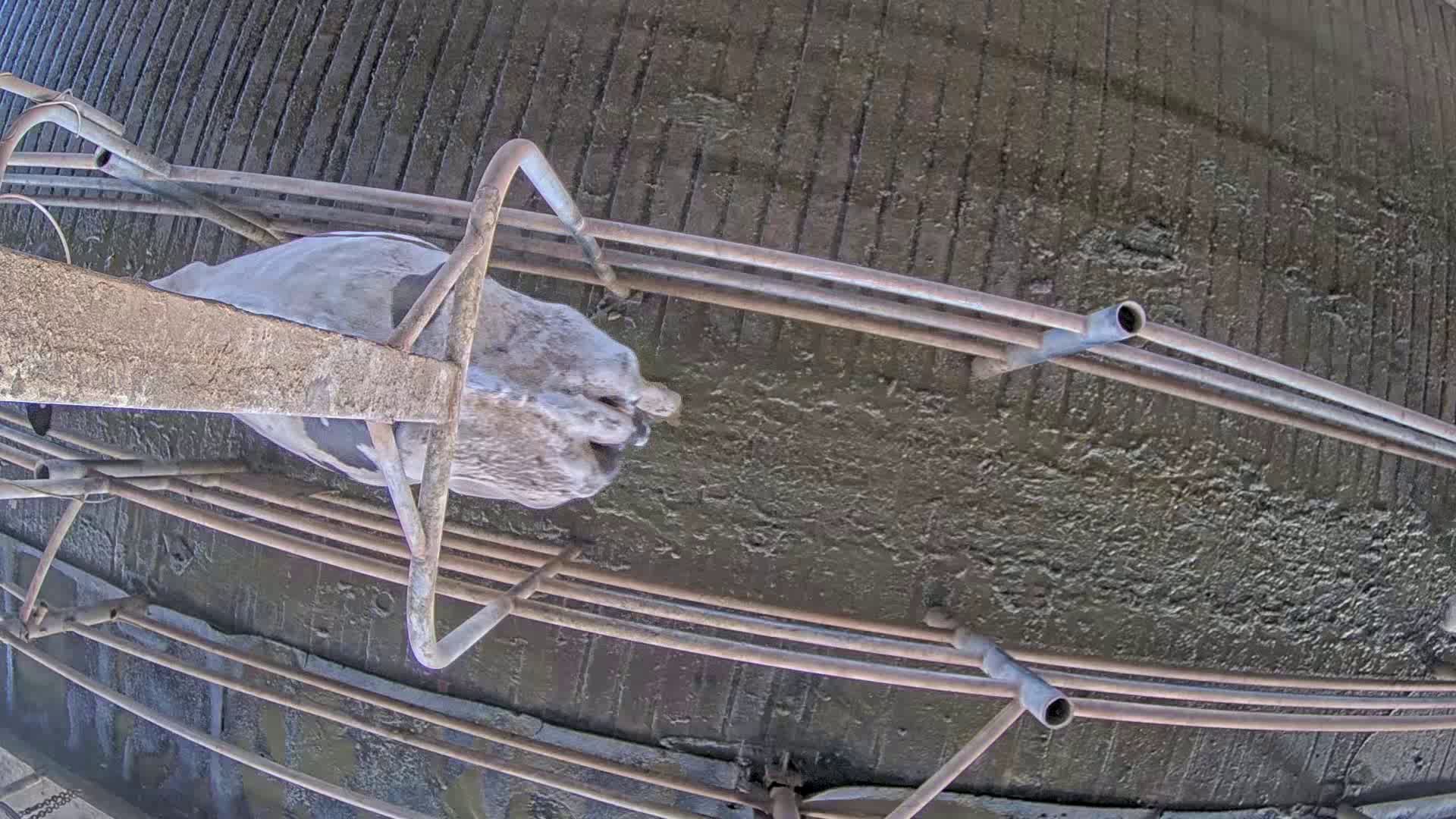 Cow Detect Object Detection Model By Shahinst