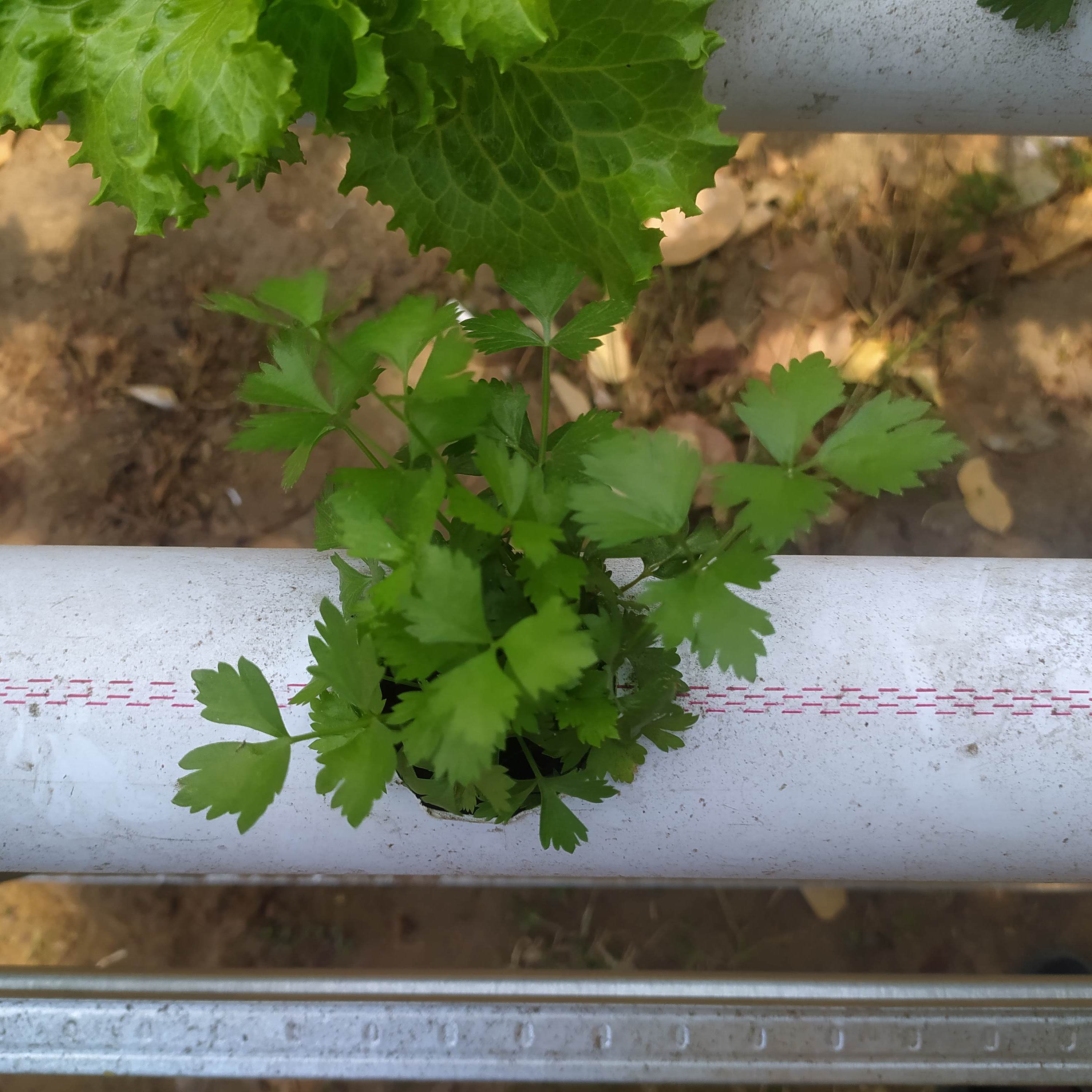 Plant Classification Object Detection Dataset By Eustolia