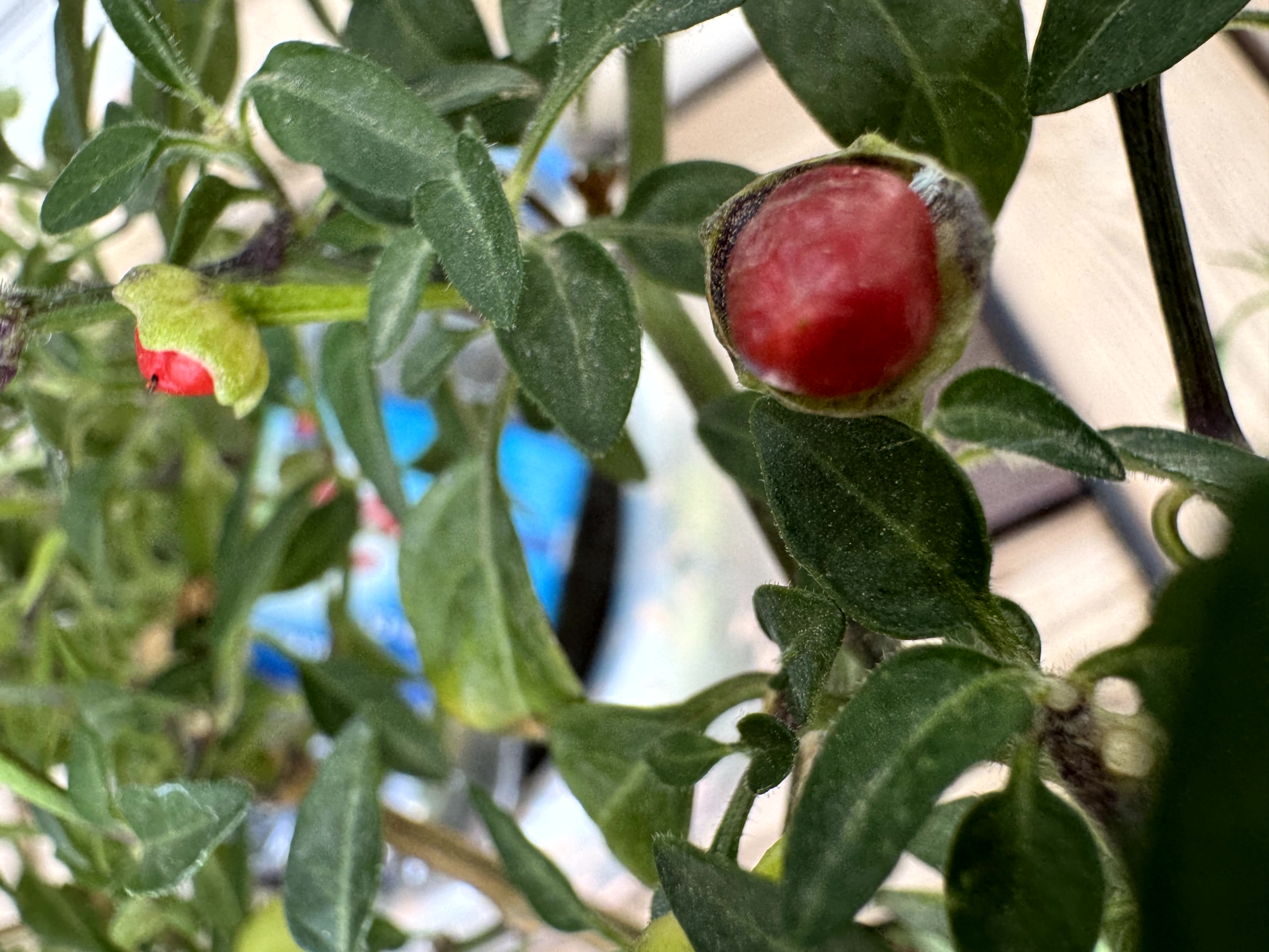 ripe-plant-detector Object Detection Dataset and Pre-Trained Model by ...