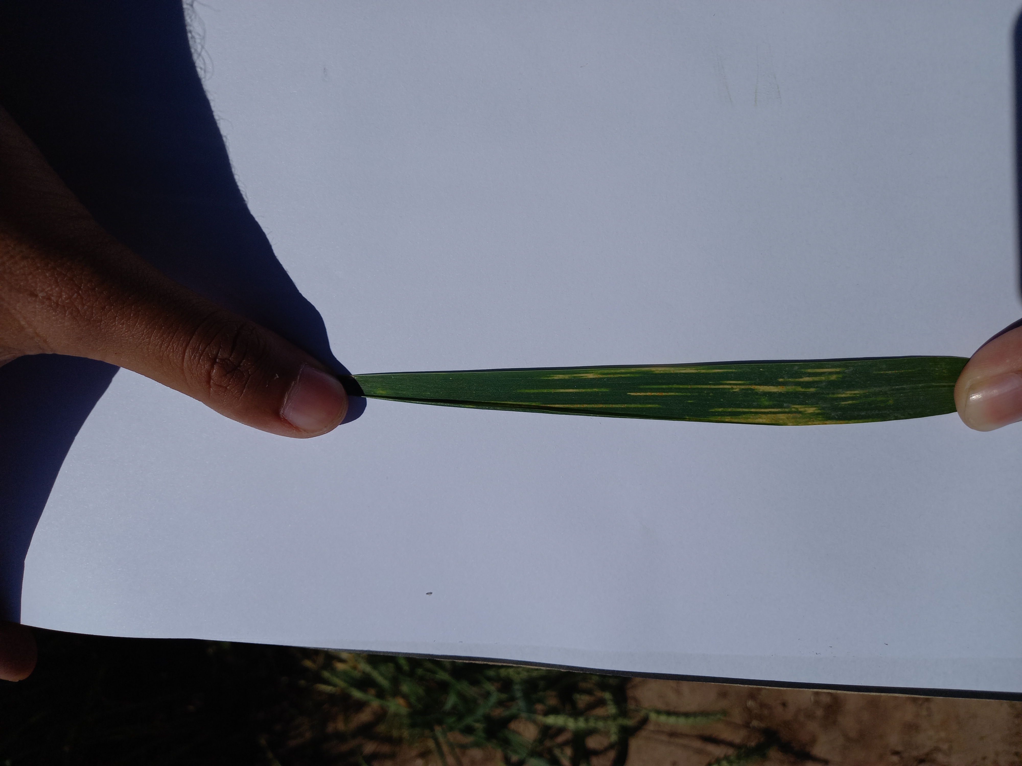 Leaf Augmentation Object Detection Model by NUST