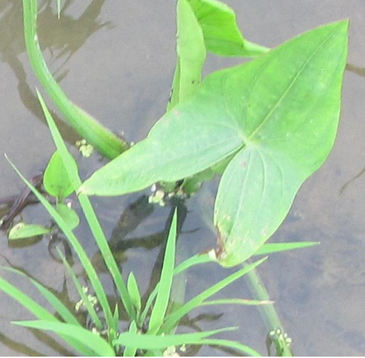crop weed detection Object Detection Dataset and Pre-Trained Model by ... crop weed detection Object Detection Dataset and Pre-Trained Model by ...