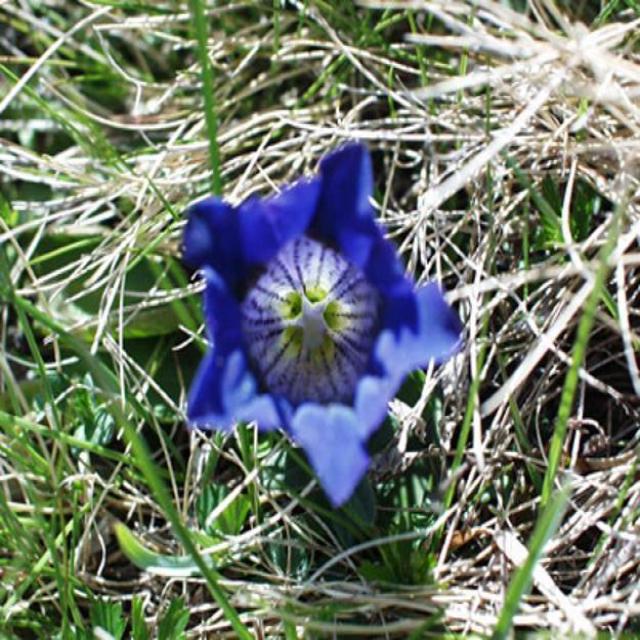 Final Flower Segmentation Instance Segmentation Dataset By Mod05gen25hugo