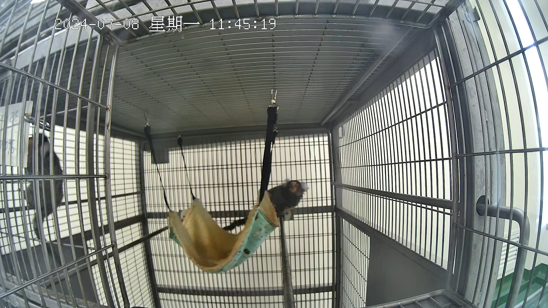 Marmoset 002 Object Detection Dataset By Test