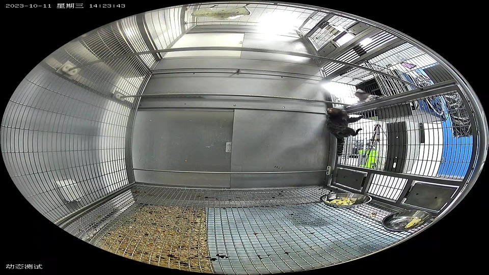 Marmoset Original Object Detection Model By Test