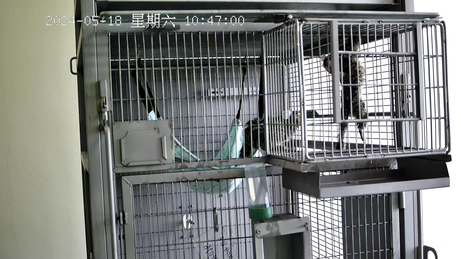 Marmoset 001 Object Detection Dataset By Test