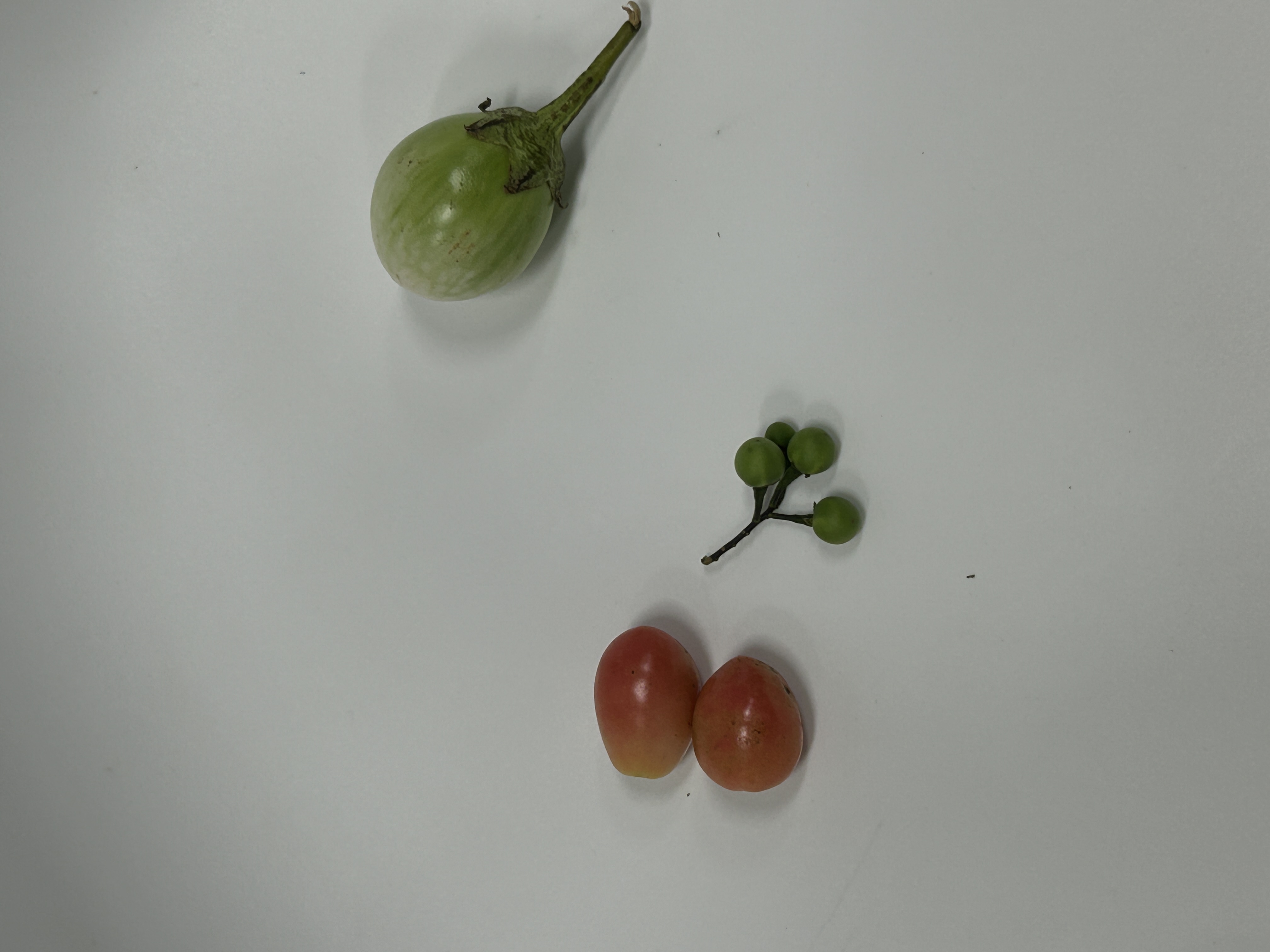 LAST AI Vegetable Object Detection Dataset by Project Ai