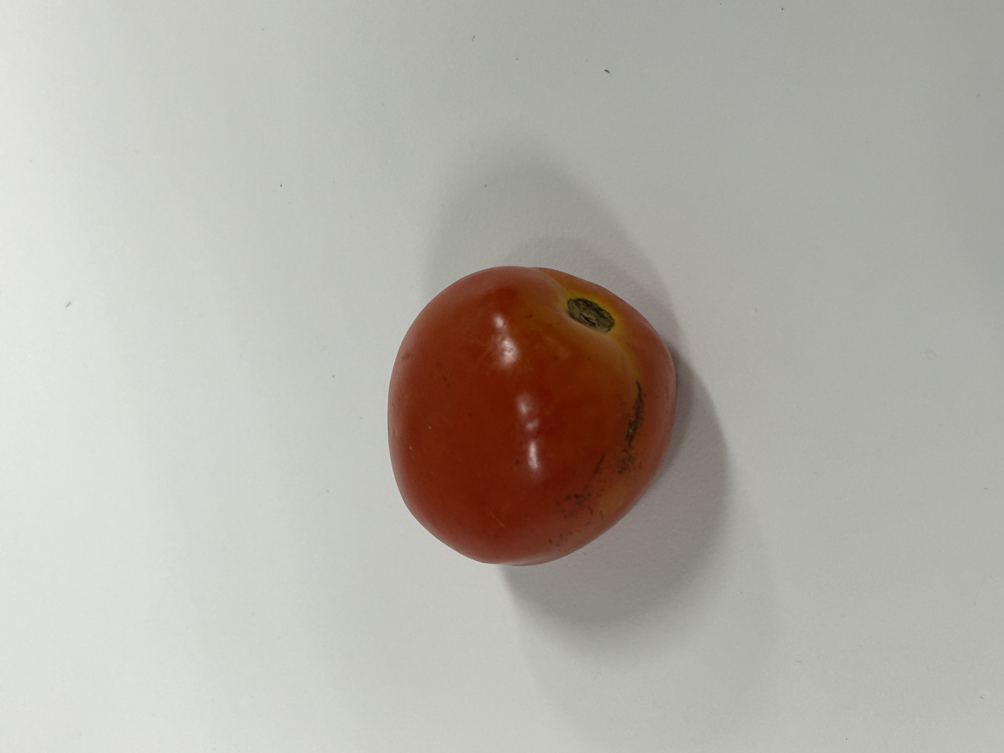 Tomato Object Detection Dataset by Project Ai