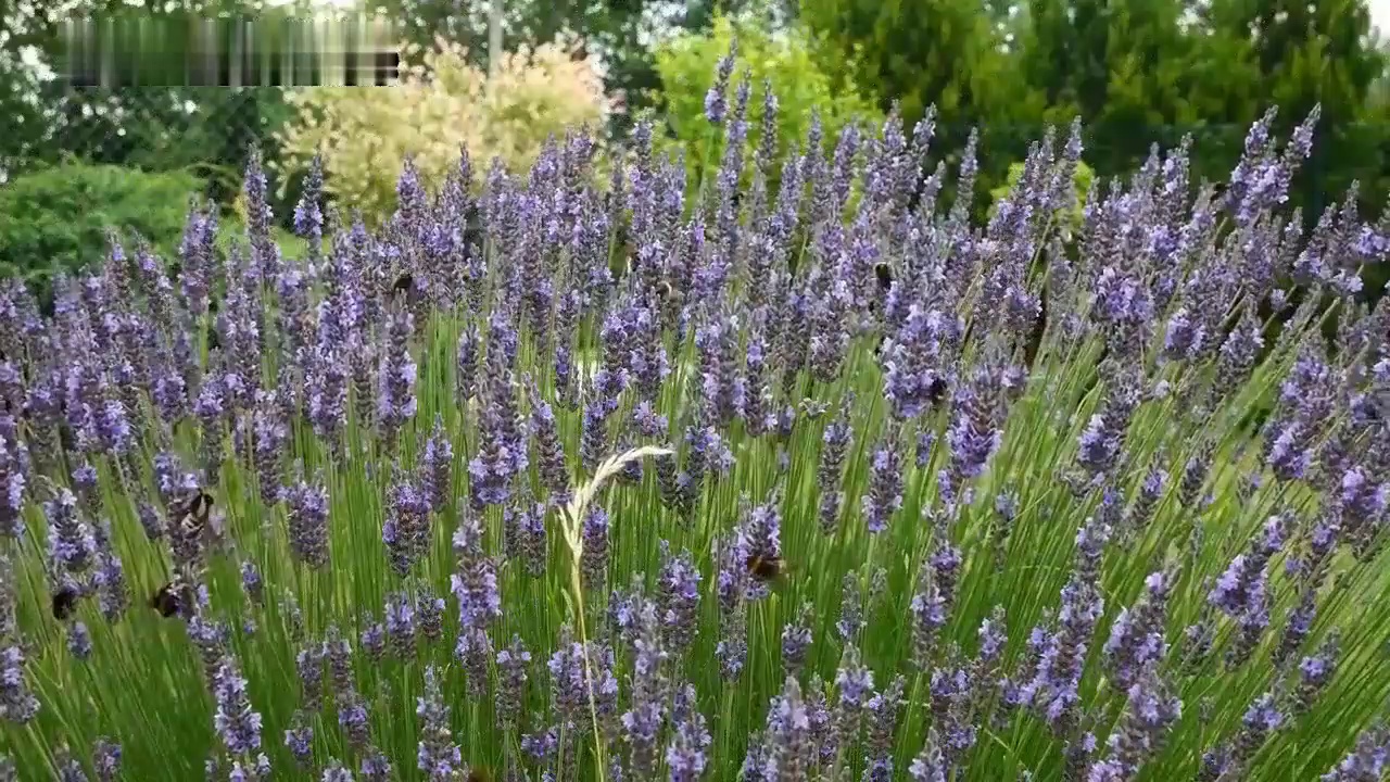 Insect Detection 2 Computer Vision Dataset By Practice