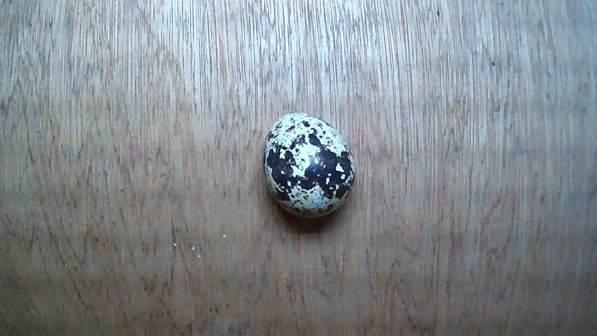 Quail Detector using CNN Classification Dataset by QUAILEGGSQUALITYDETECTOR