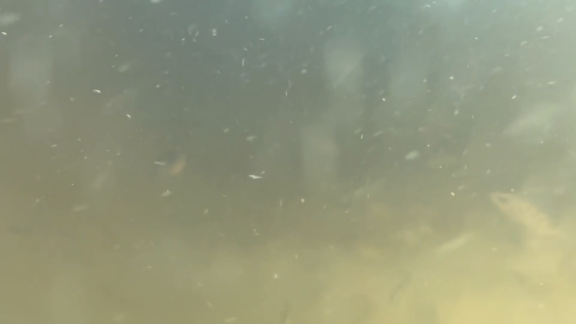 Fish Anomaly Detection Group 5 Object Detection Dataset and Pre-Trained ...