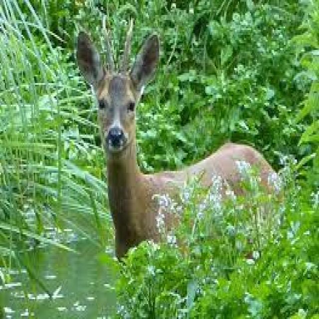 deer Object Detection Model by project-csjvq