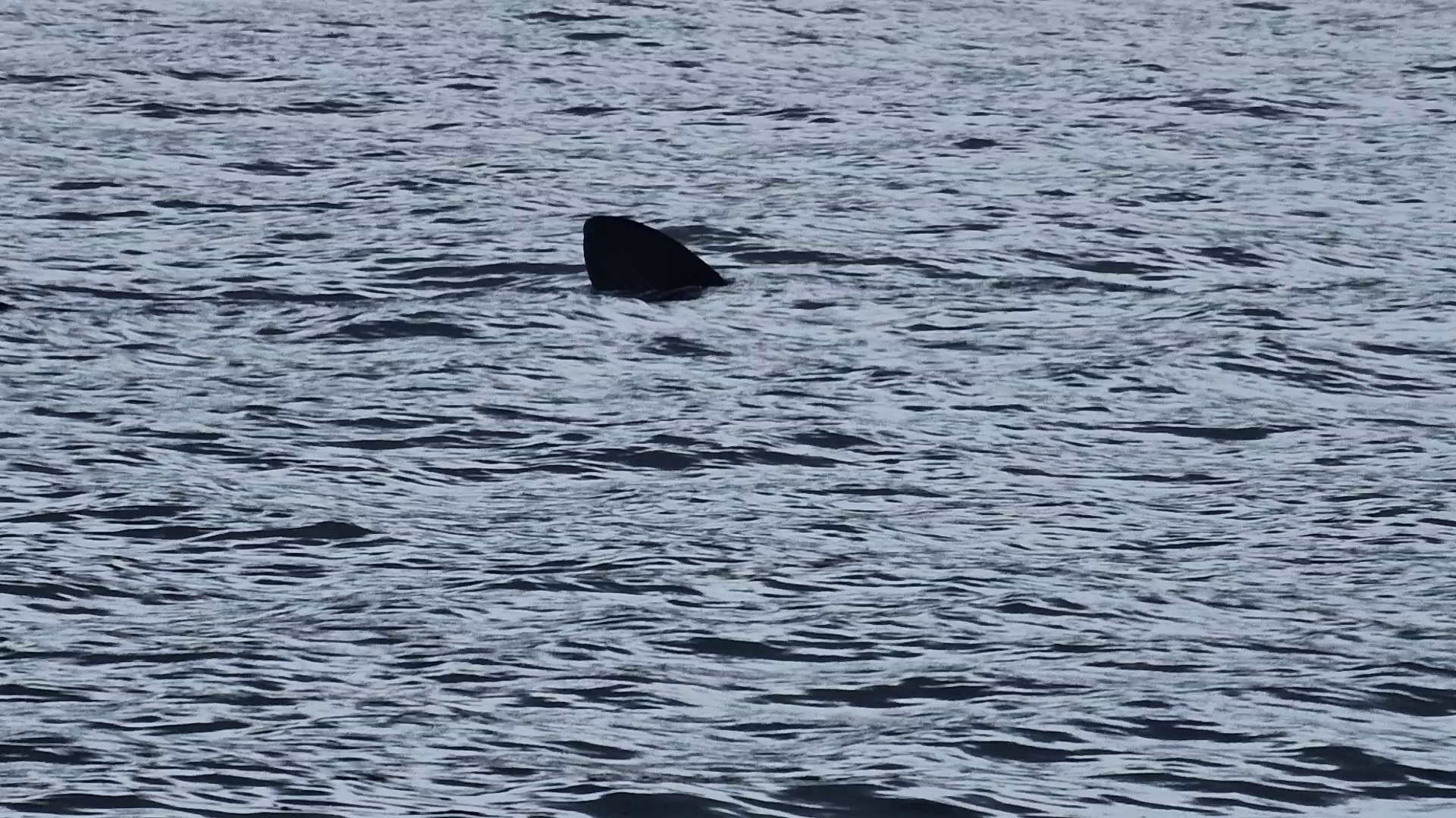 Basker Fins Object Detection Dataset by es12723