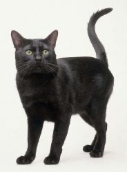 cat vs dog detection Object Detection Dataset by Julius Wuwung