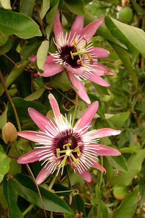Flower Detection Online Without Noise Object Detection Dataset And