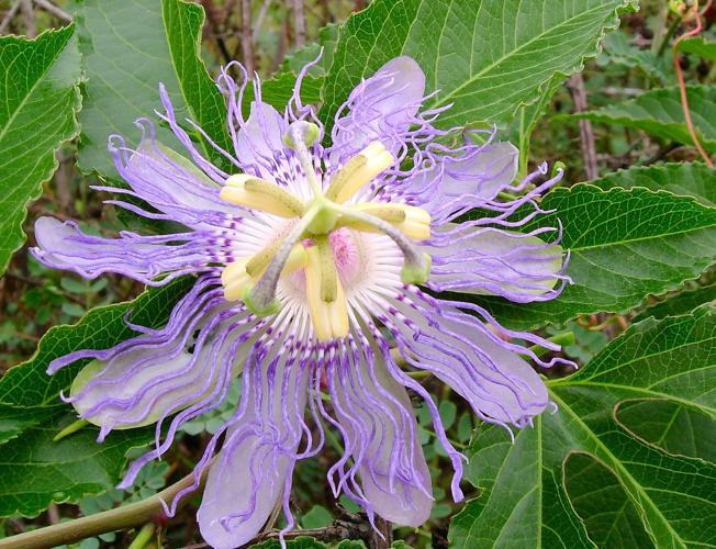 Flower Detection 2 Online Without Noise Object Detection Dataset By