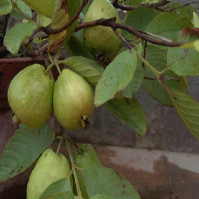 fruit-segment Instance Segmentation Dataset by roboflow111