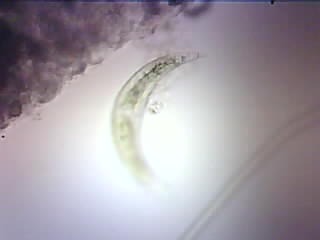 algae Object Detection Model by thisIsMySWAMP