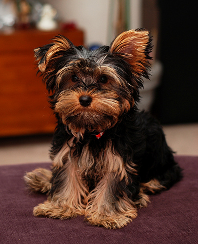 Oxford Pets Object Detection Dataset