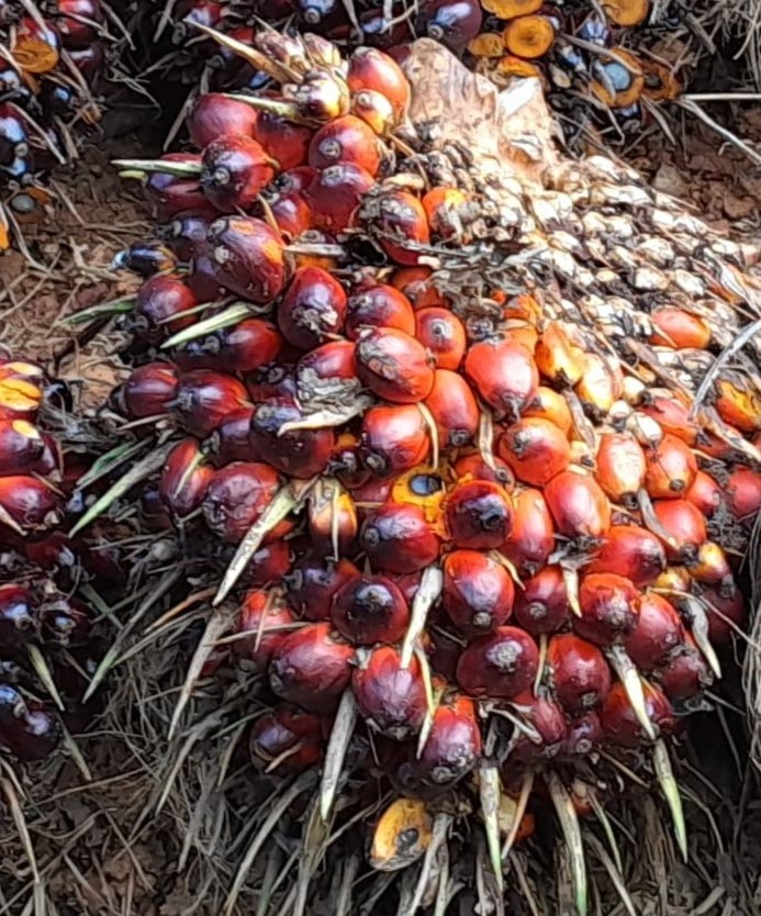 polygon white background satu satu Object Detection Dataset and Pre ...