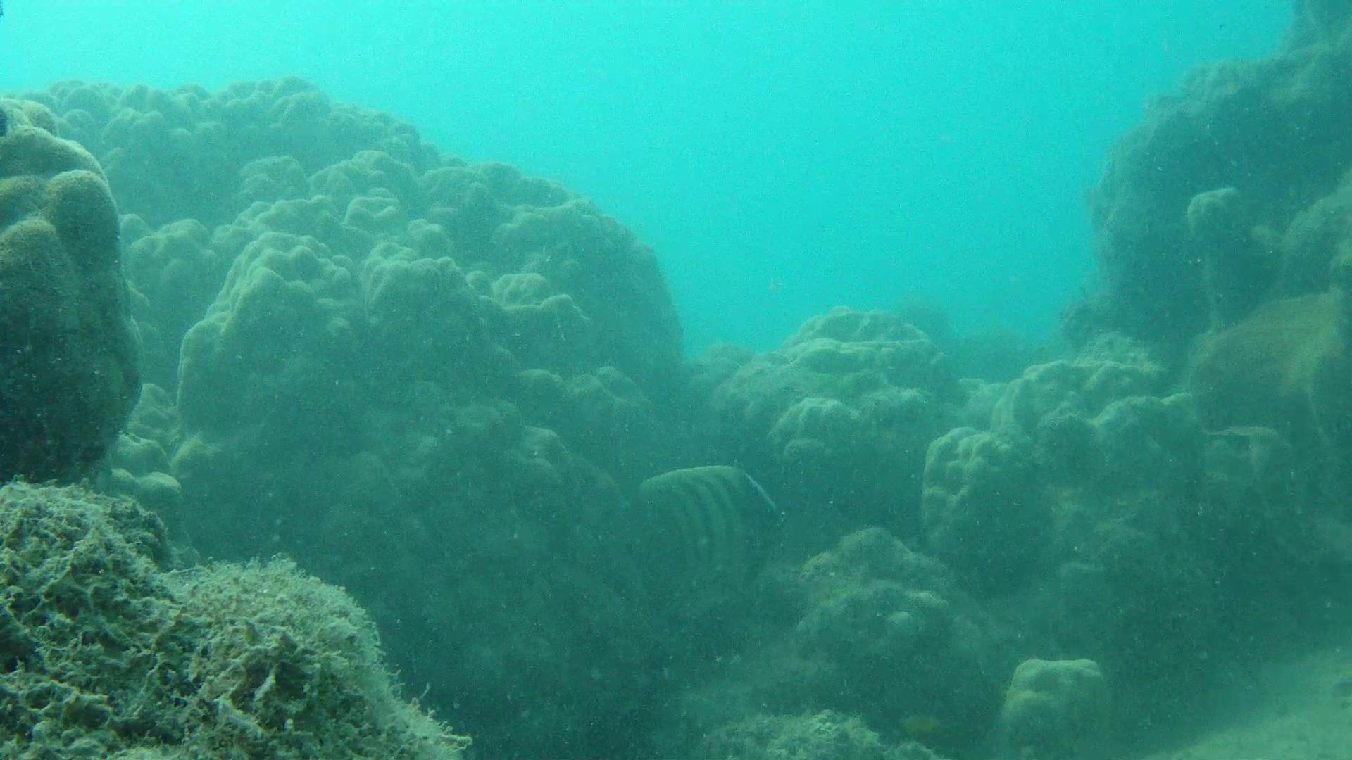 deepFish Object Detection Dataset and Pre-Trained Model by ...