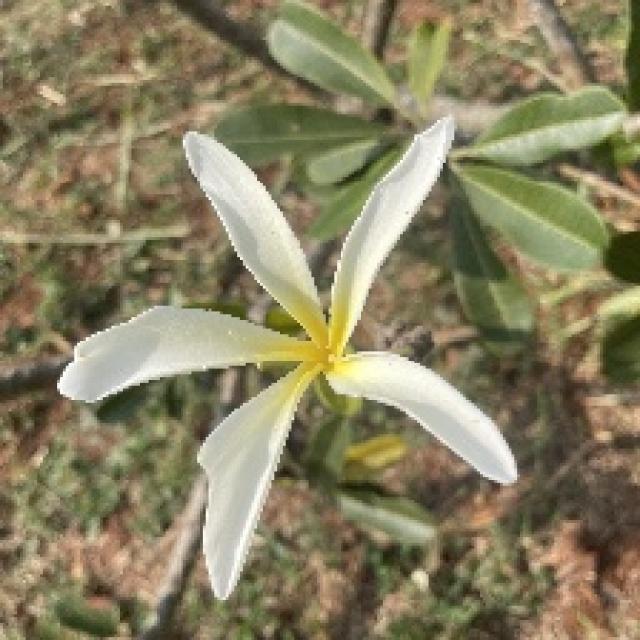 Flower Image Classification Classification Model by Abhilasha