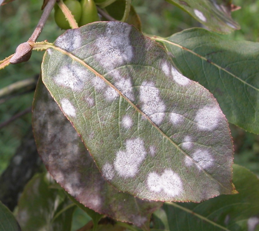 Segment Only Disease Instance Segmentation Model by PlantVillageStart