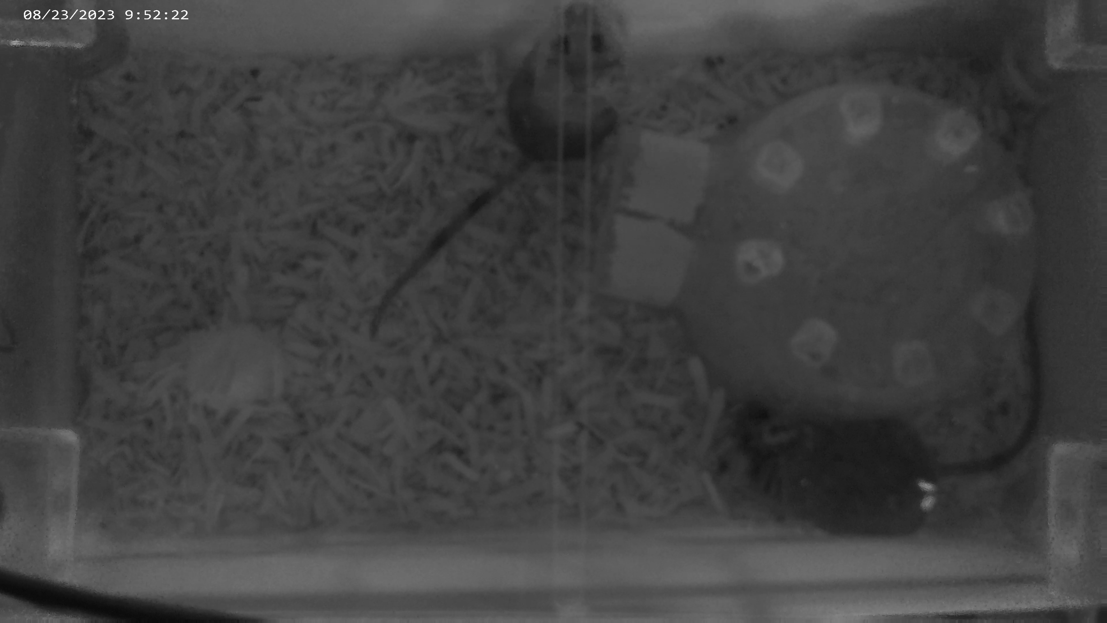 igloo_mice_seg Instance Segmentation Dataset by gfxt