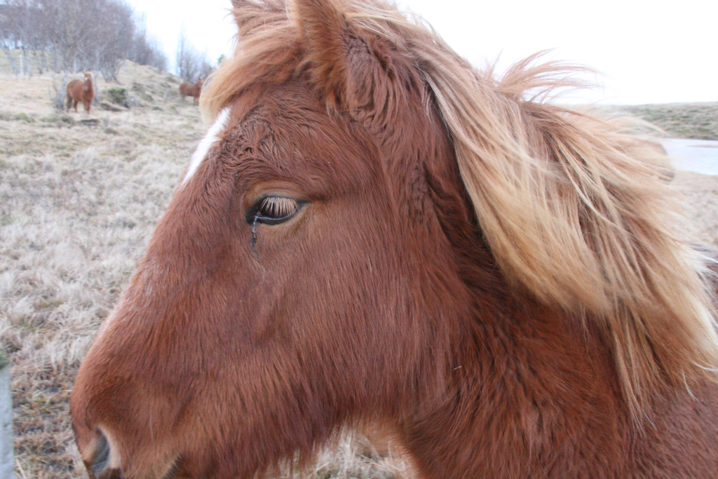 How to Use the object detection Object Detection API