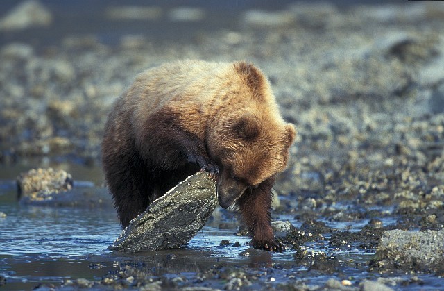 Animals Classification Classification Dataset and Pre-Trained Model by ...