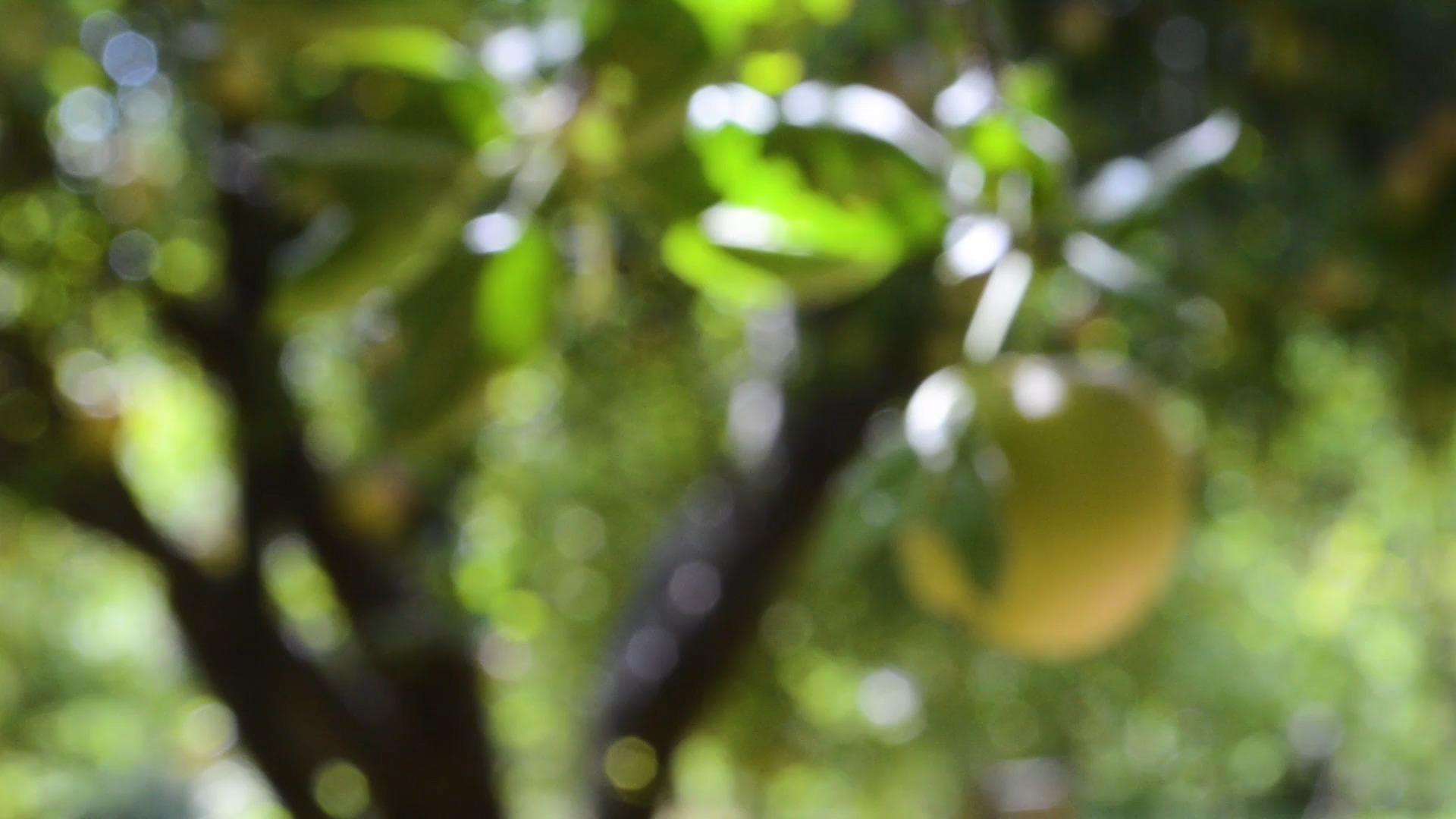 APPLE DETECTION Object Detection Dataset and Pre-Trained Model by Def