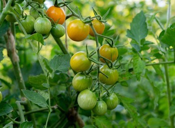 RIPED_UNRIPED_TOMATOES Object Detection Model by DS