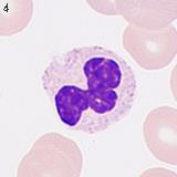 wbc Object Detection Model by 22