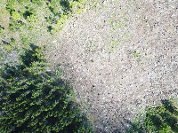 Trees - Roboflow Universe